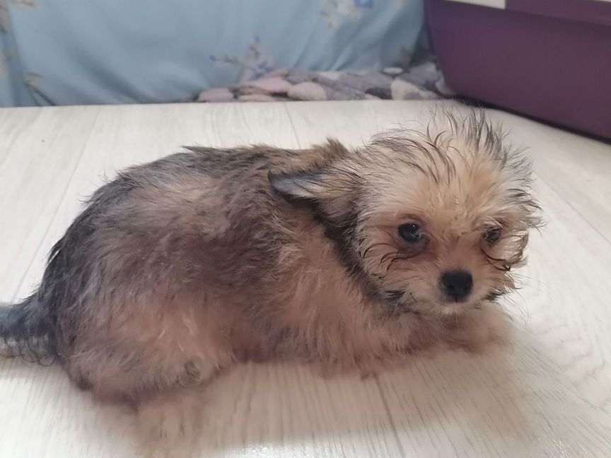 Микро щенки