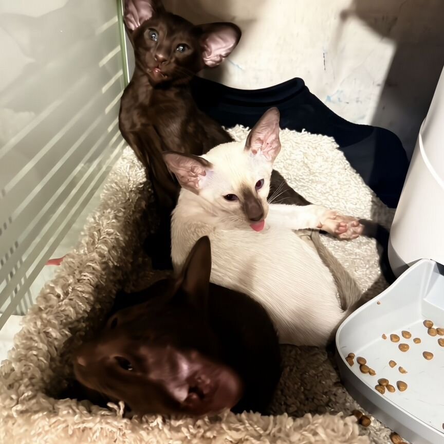 Ориентальный котёнок