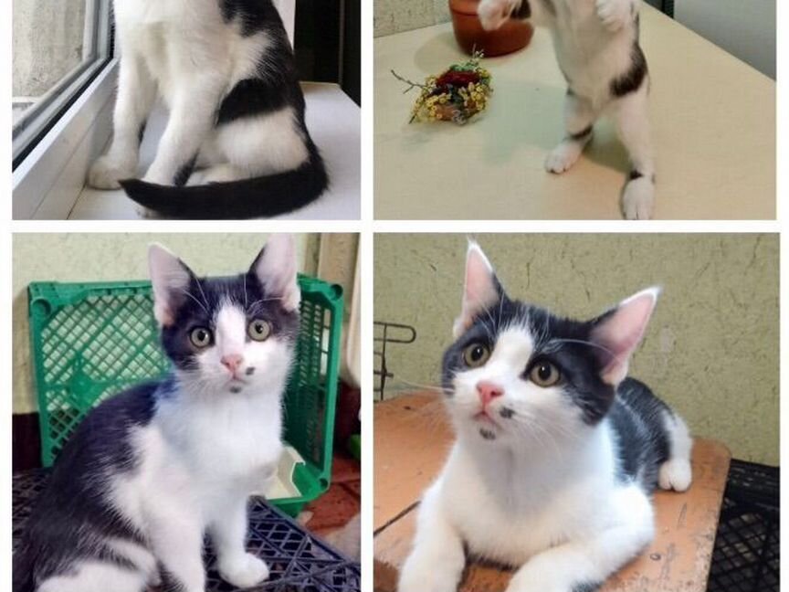 Чудо чудное в дар