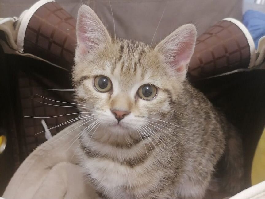 Котенок " рысенок" ищет дом