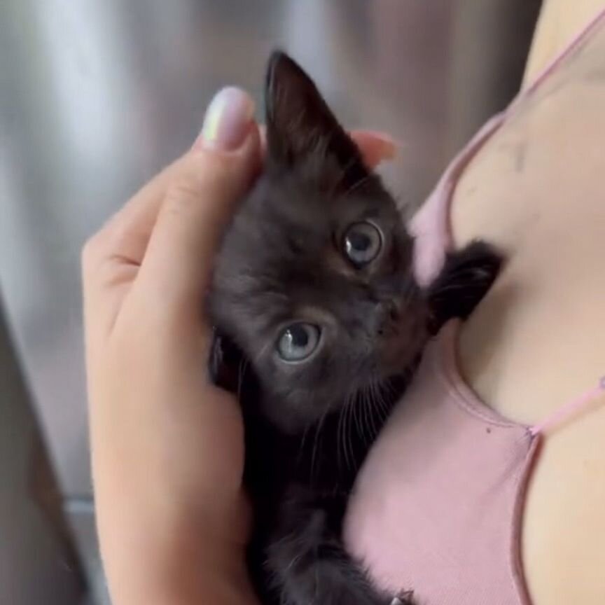 Черный котенок в добрые руки