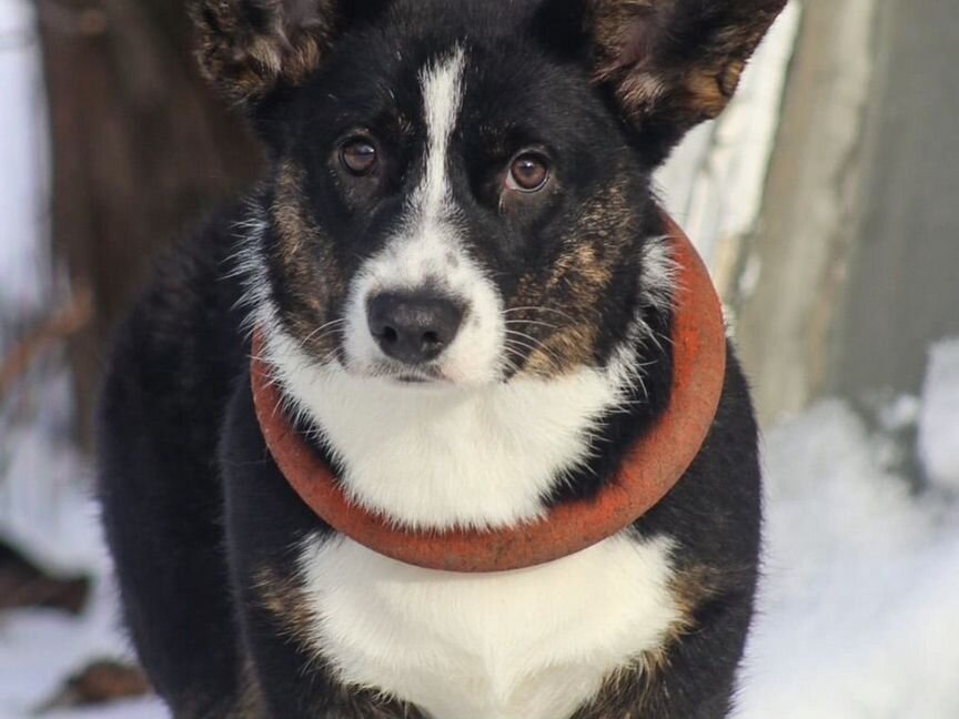 Вельш-корги кардиган