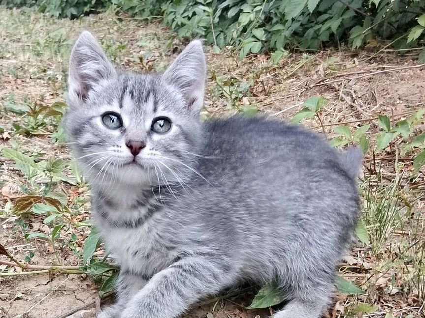 Красотка в дар