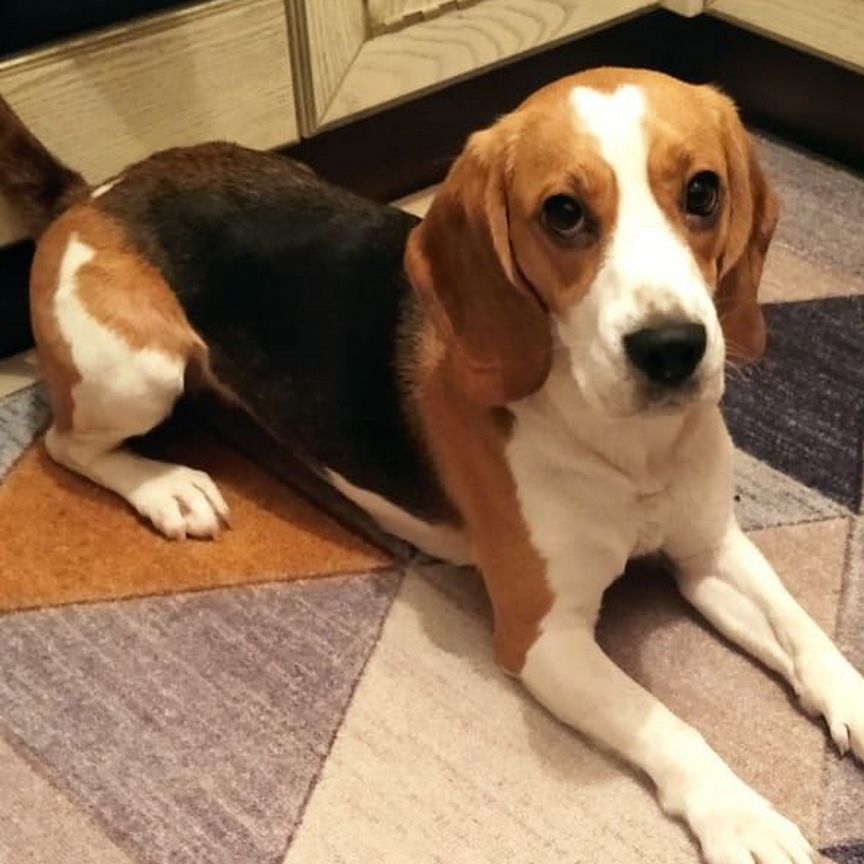 Бигль, взрослая собака