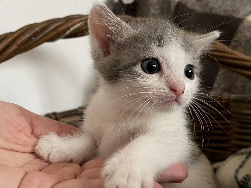 Отдам в добрые руки чудесных котят