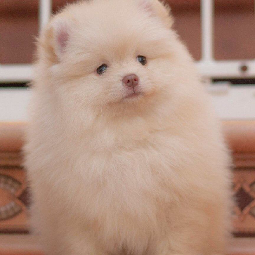 Померанский шпиц, щенок