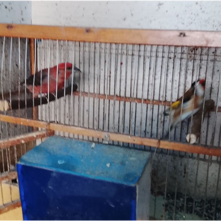 Лесные птички