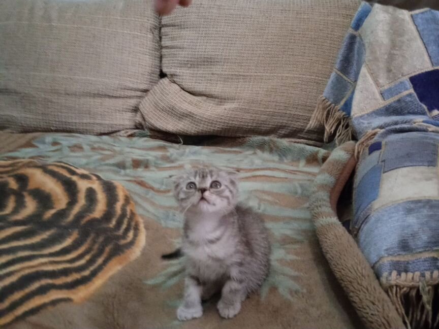 Шотландская