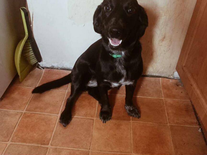 Собака в добрые руки