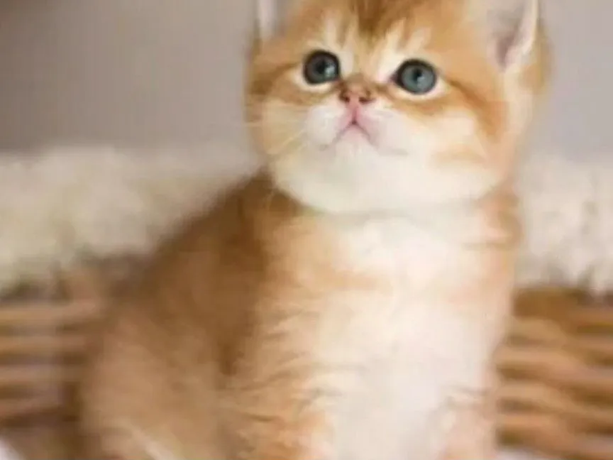 Шотландские котята скоттиш страйт
