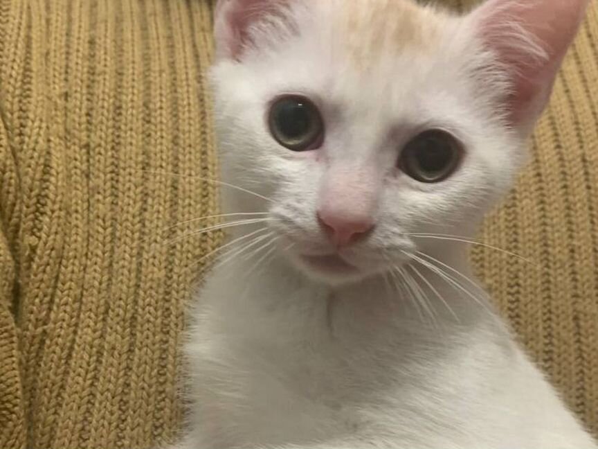 Нежный белый котенок
