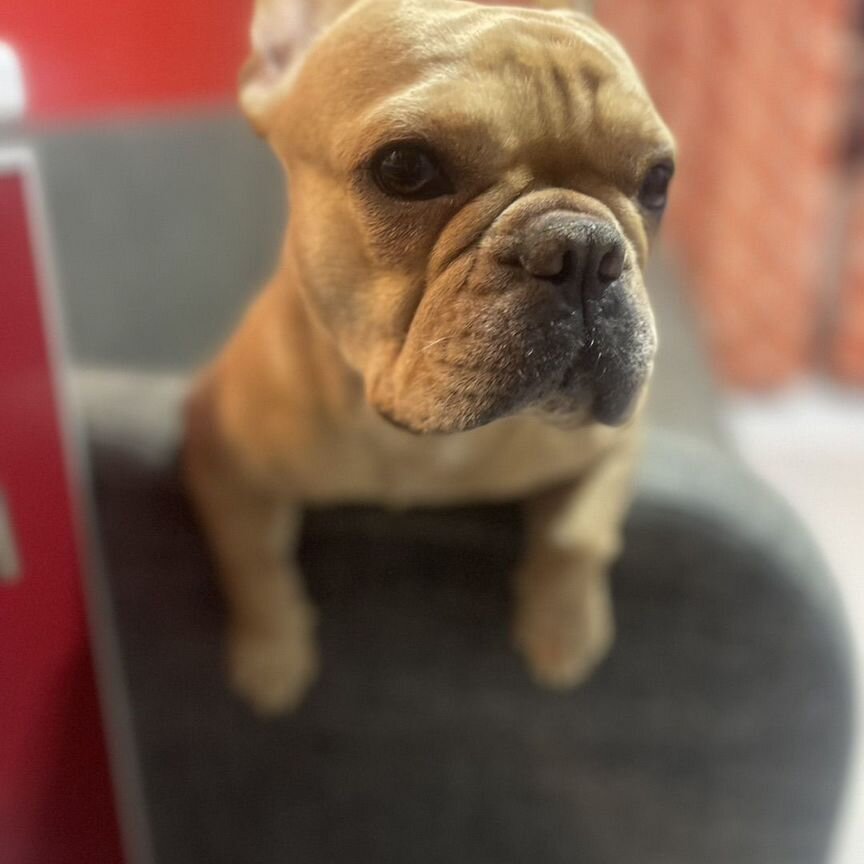 Французский бульдог