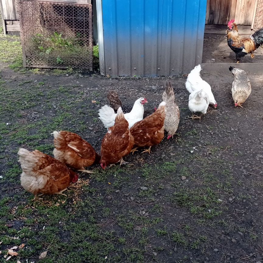 Продам кур несушек, 10 штук и петух