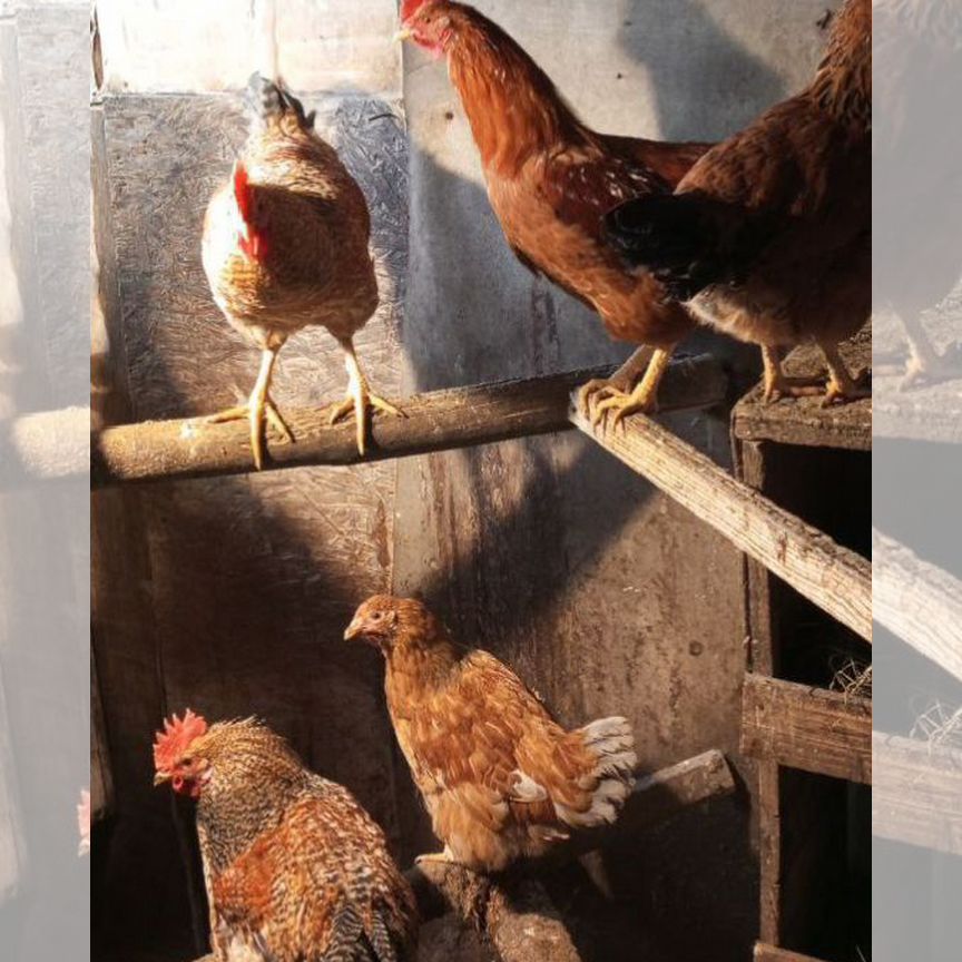 Молодые петухи