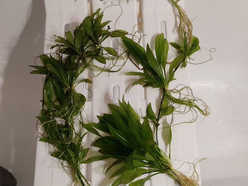 Растения аквариумные