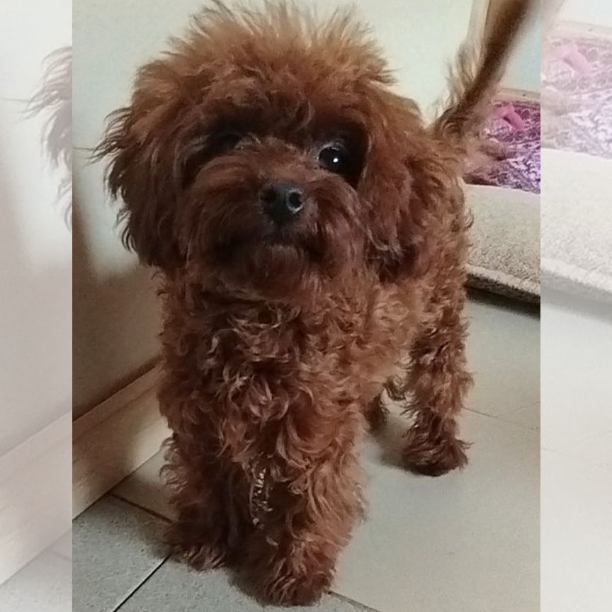 Той-пудель, вязка