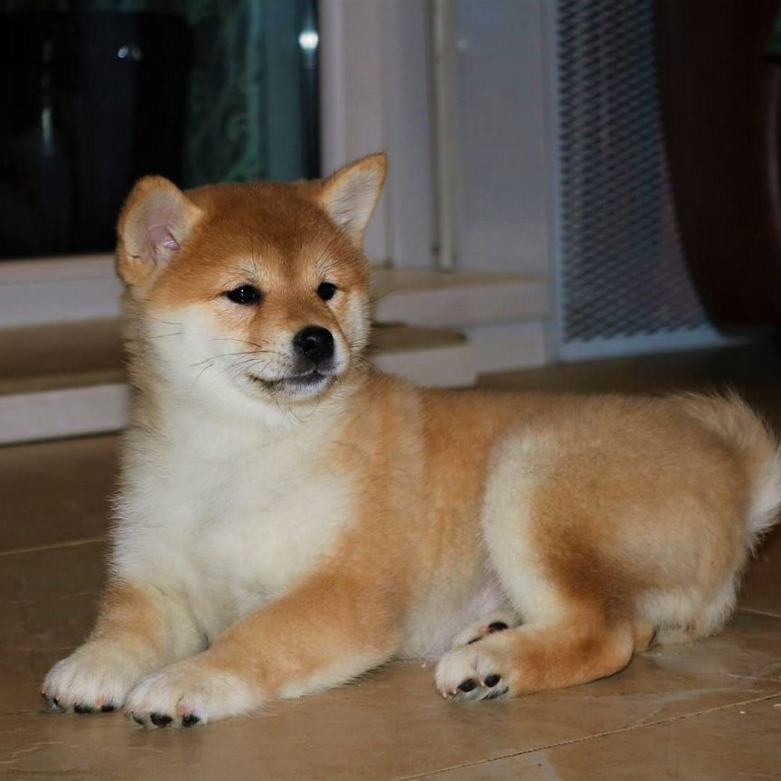 Девочка шиба ину(сиба)