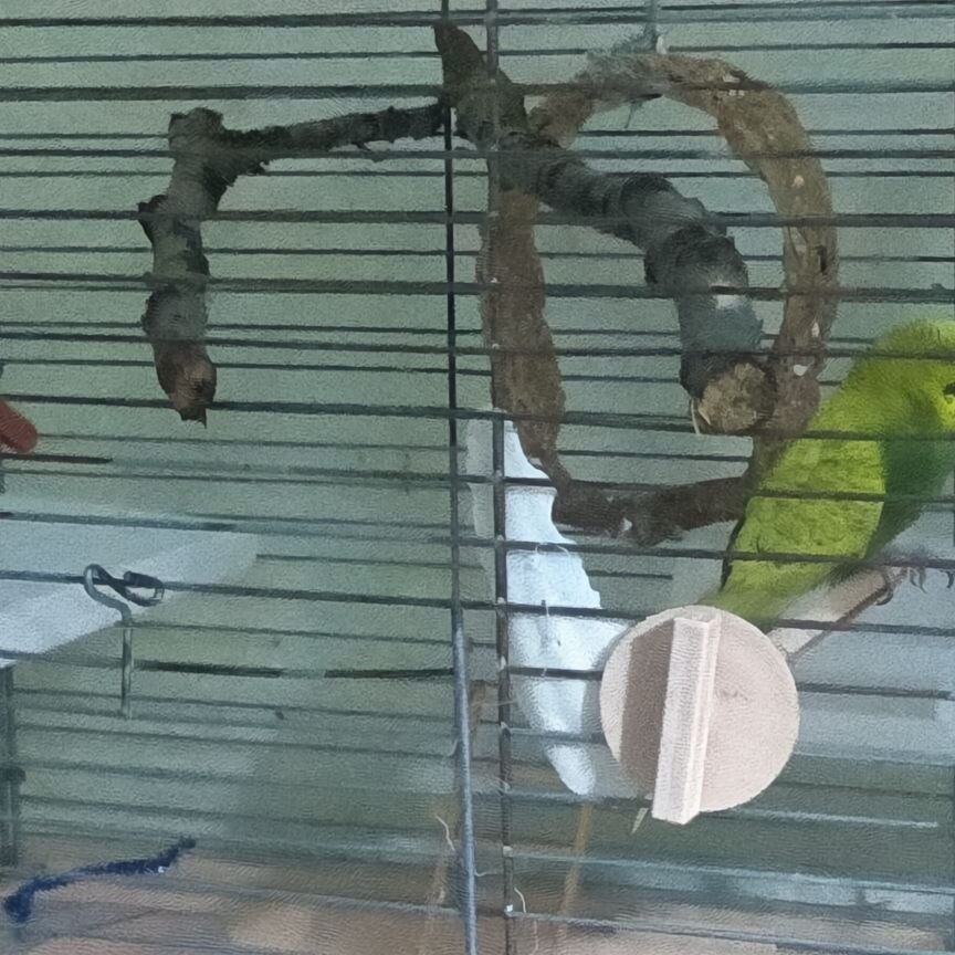 Волнистый попугай с клеткой