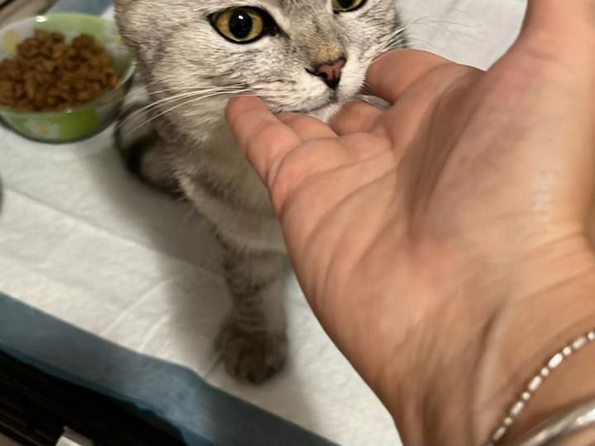 Британский котик ищет дом