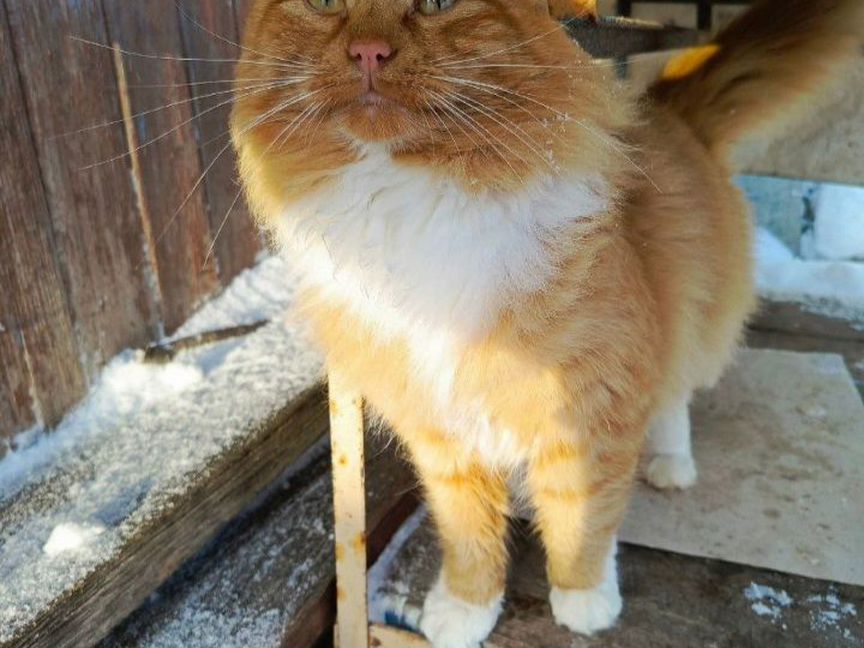 Кот в добрые руки