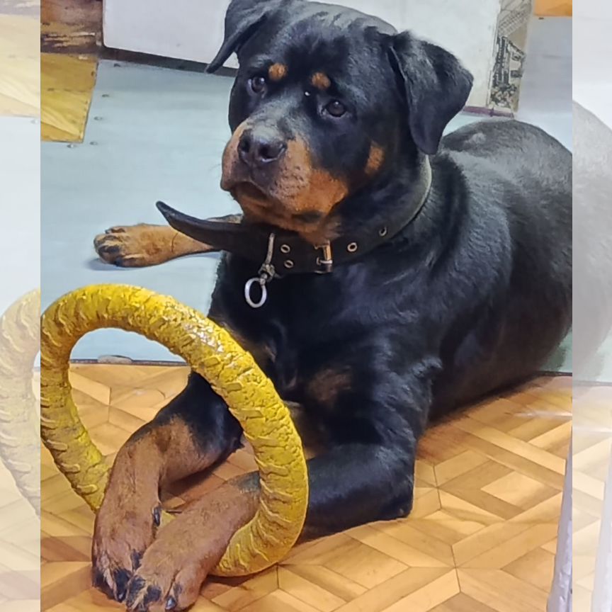 Ротвейлер, взрослая собака