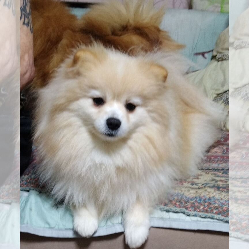 Померанский шпиц, щенок