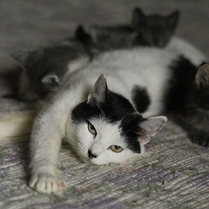 Кошка в добрые руки