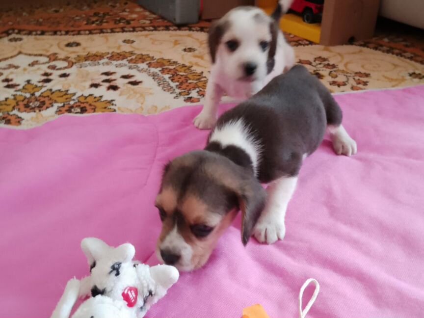 Щенки биглята