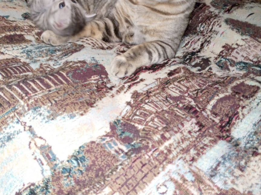 Кошечка-девочка