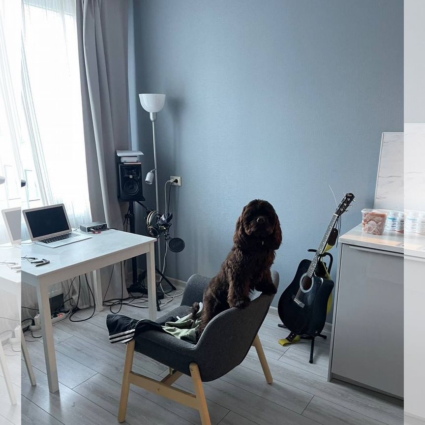 Американский кокер-спаниель, щенок