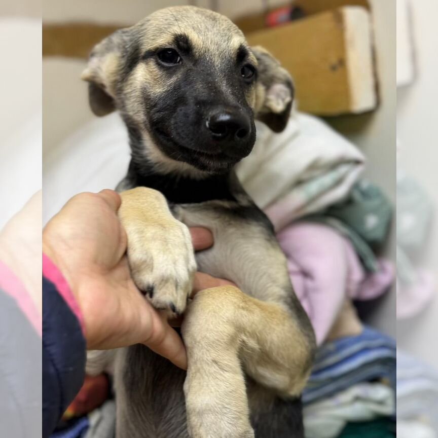 В добрые ручки мальчик