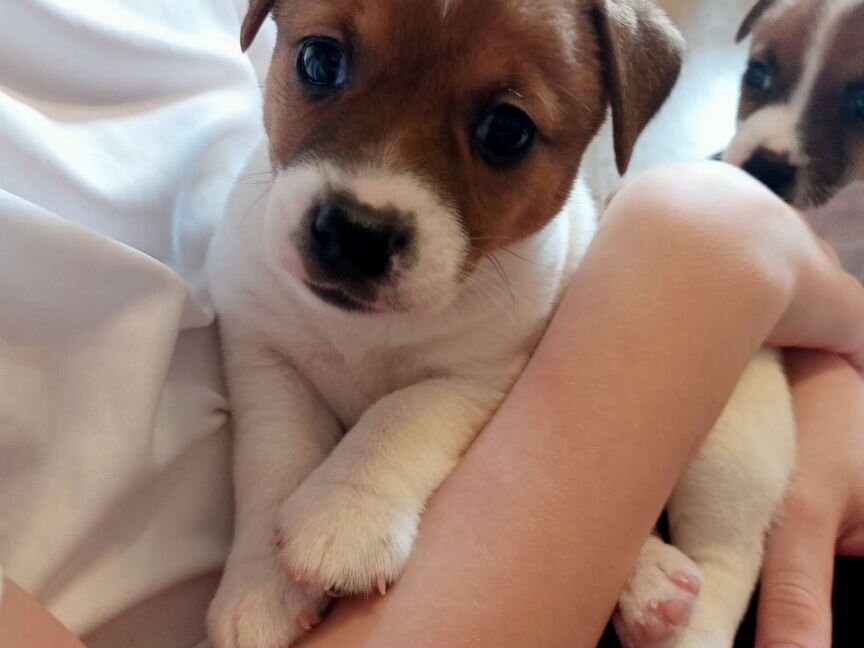 Щенки джек Рассел терьер гладкошерстный