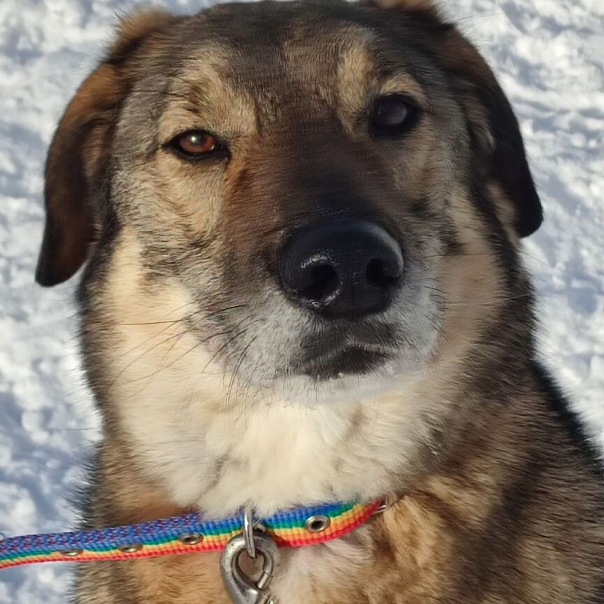 Взрослый пёс в добрые руки