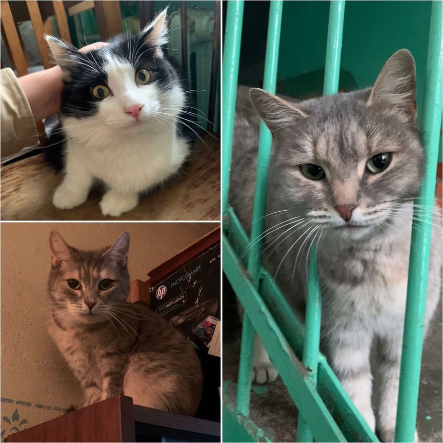 Наследник кв выкинет их