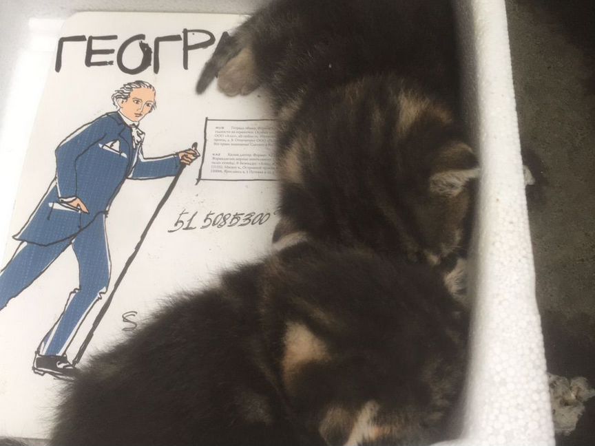 Котята в добрые руки