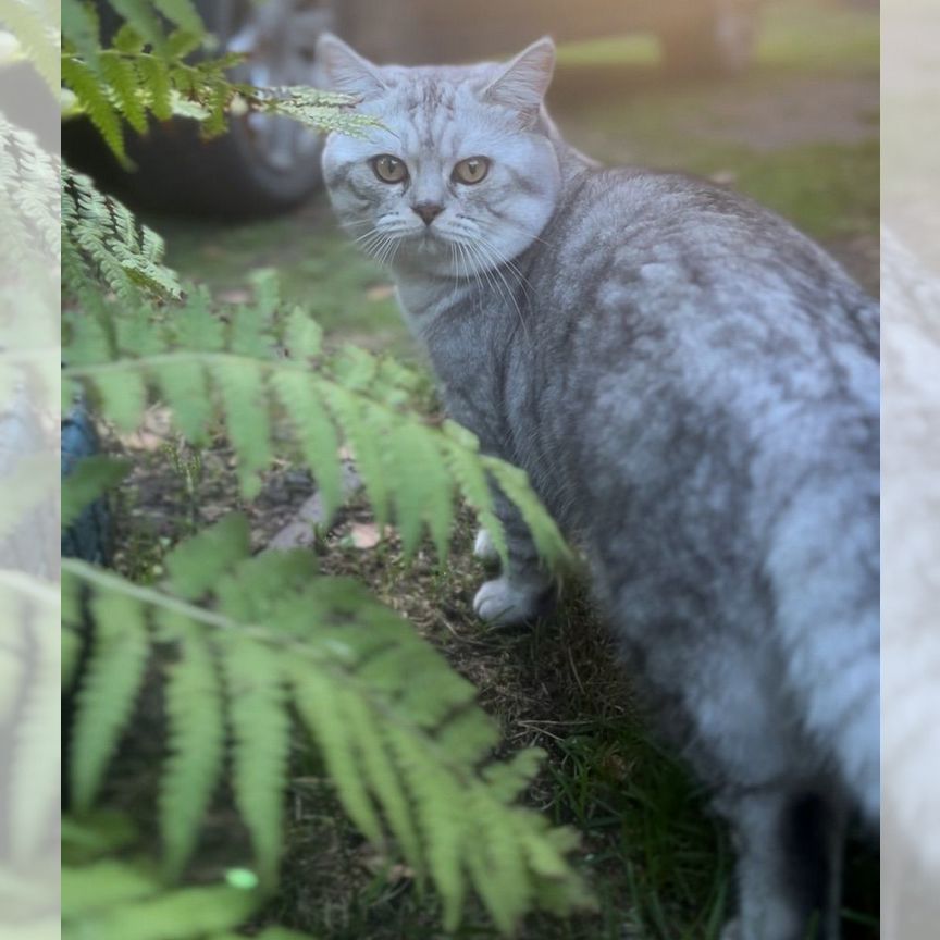 Шотландский прямоухий длинношёрстный кот, взрослый