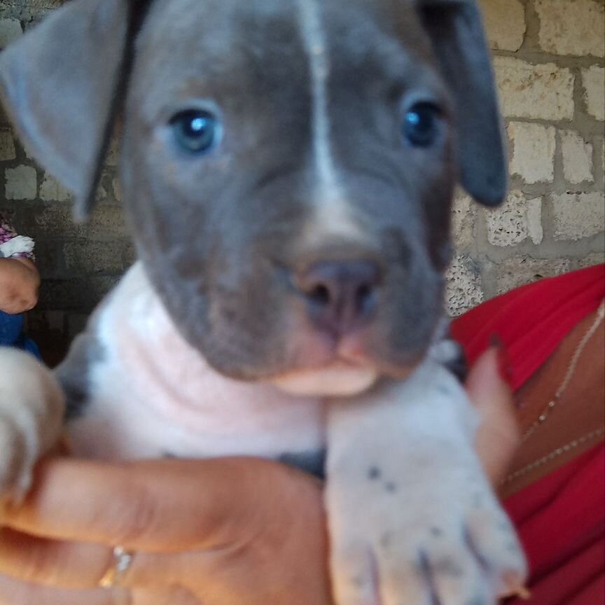 Голубые и чёрные стаффы