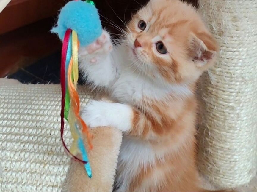 Скоттиш страйт девочка