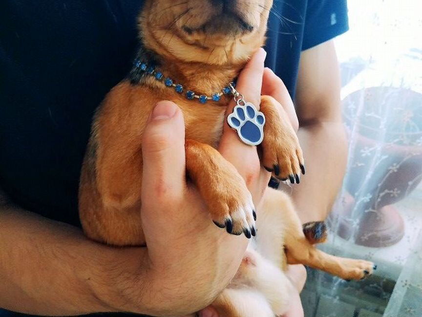 Щенки чихуахуа г-ш мини мальчик 6 мес