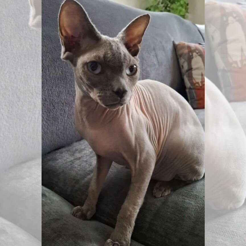 Донской сфинкс, взрослый кот