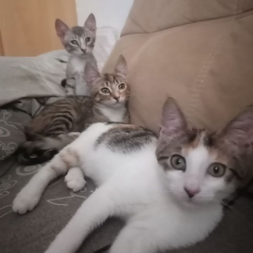 Котята 3,5 мес в добрые руки