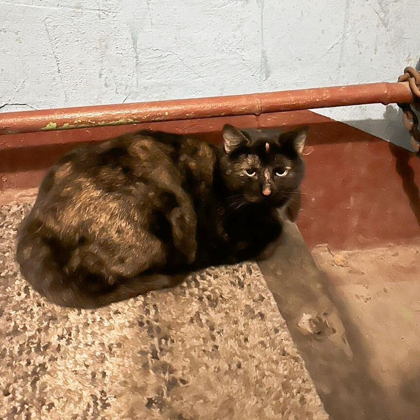 Кошка черепашка