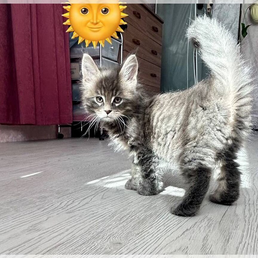 Мейн-кун котёнок