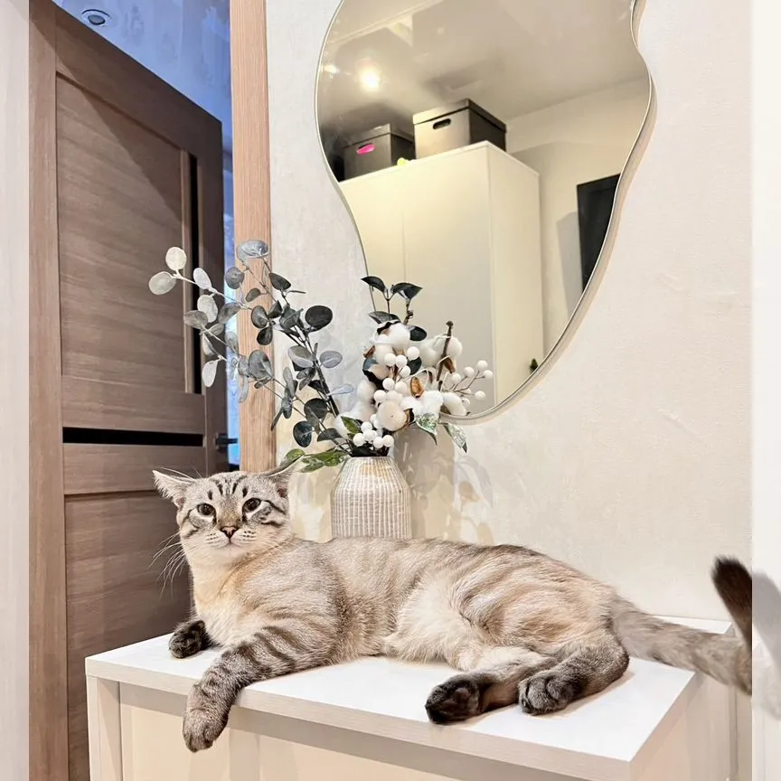 Кот в добрые руки