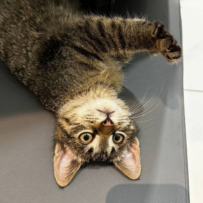 Котеночек ищет дом