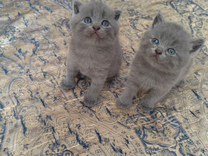 Британские котята