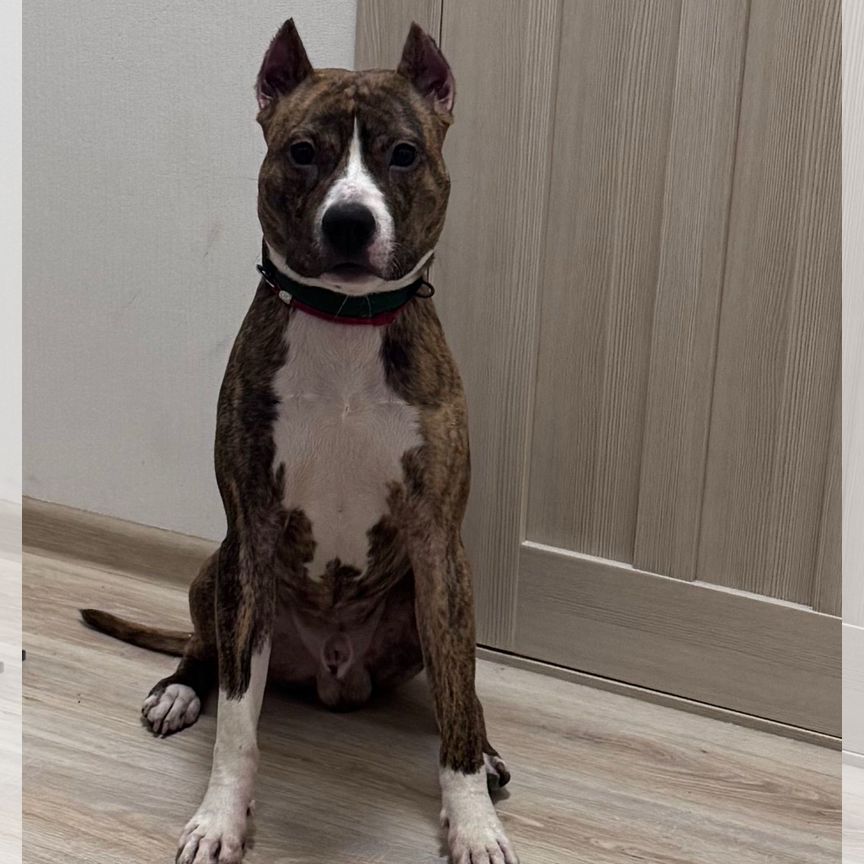 Американский стаффордширский терьер, взрослый пёс