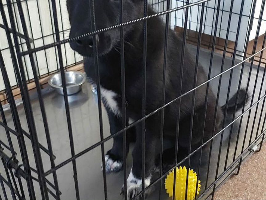 Щенок в клинике