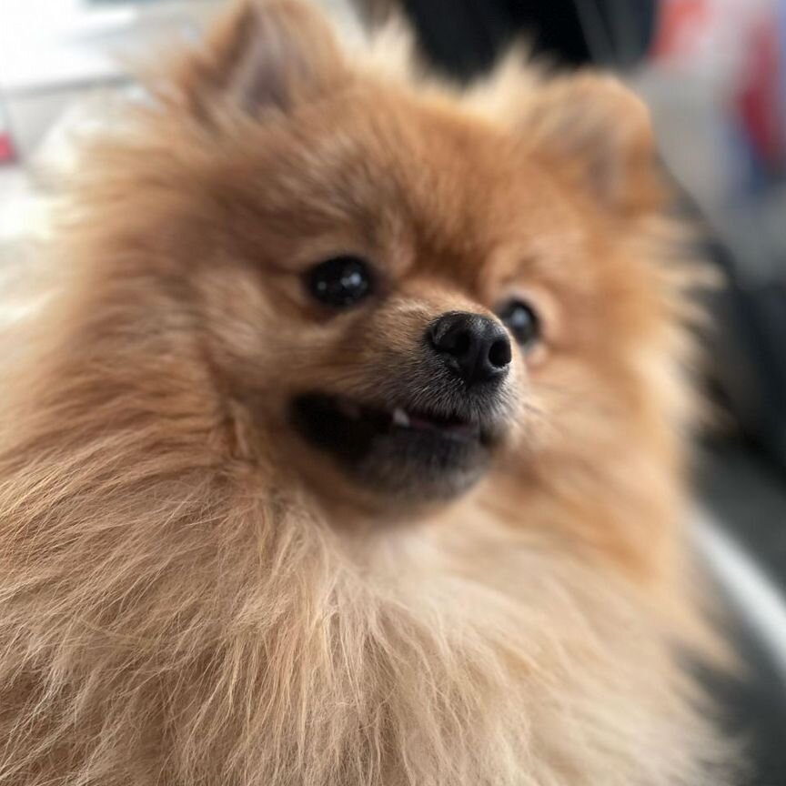 Померанский шпиц, взрослый пёс