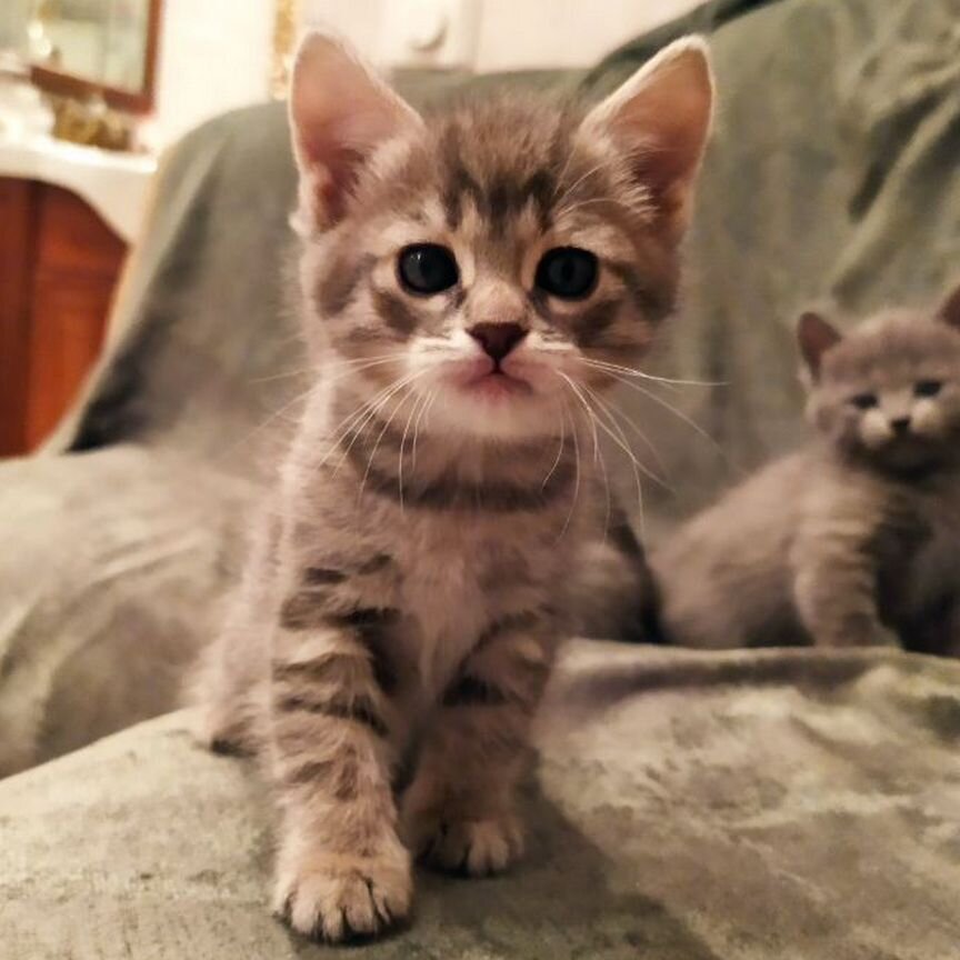 Котёнок от частного владельца